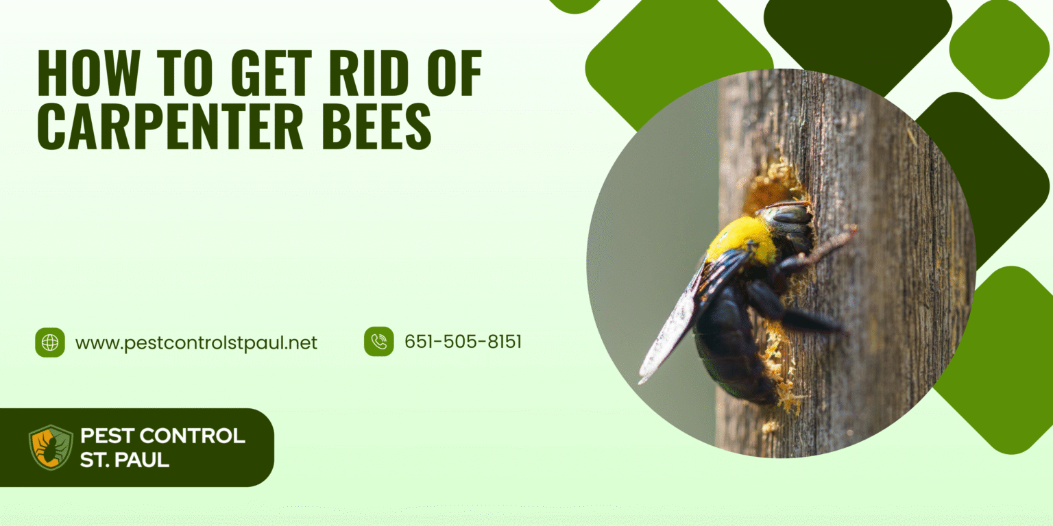 How to Get Rid of Carpenter Bees: Complete Guide for Homeowners in St ...